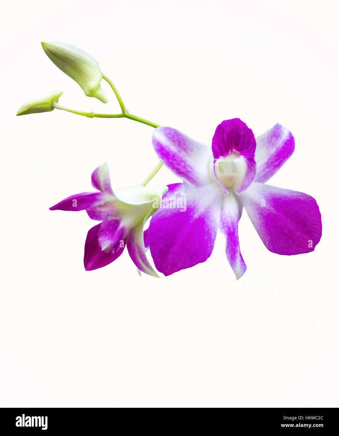 Purple tropical plants Cut Out Stock Images & Pictures - Alamy