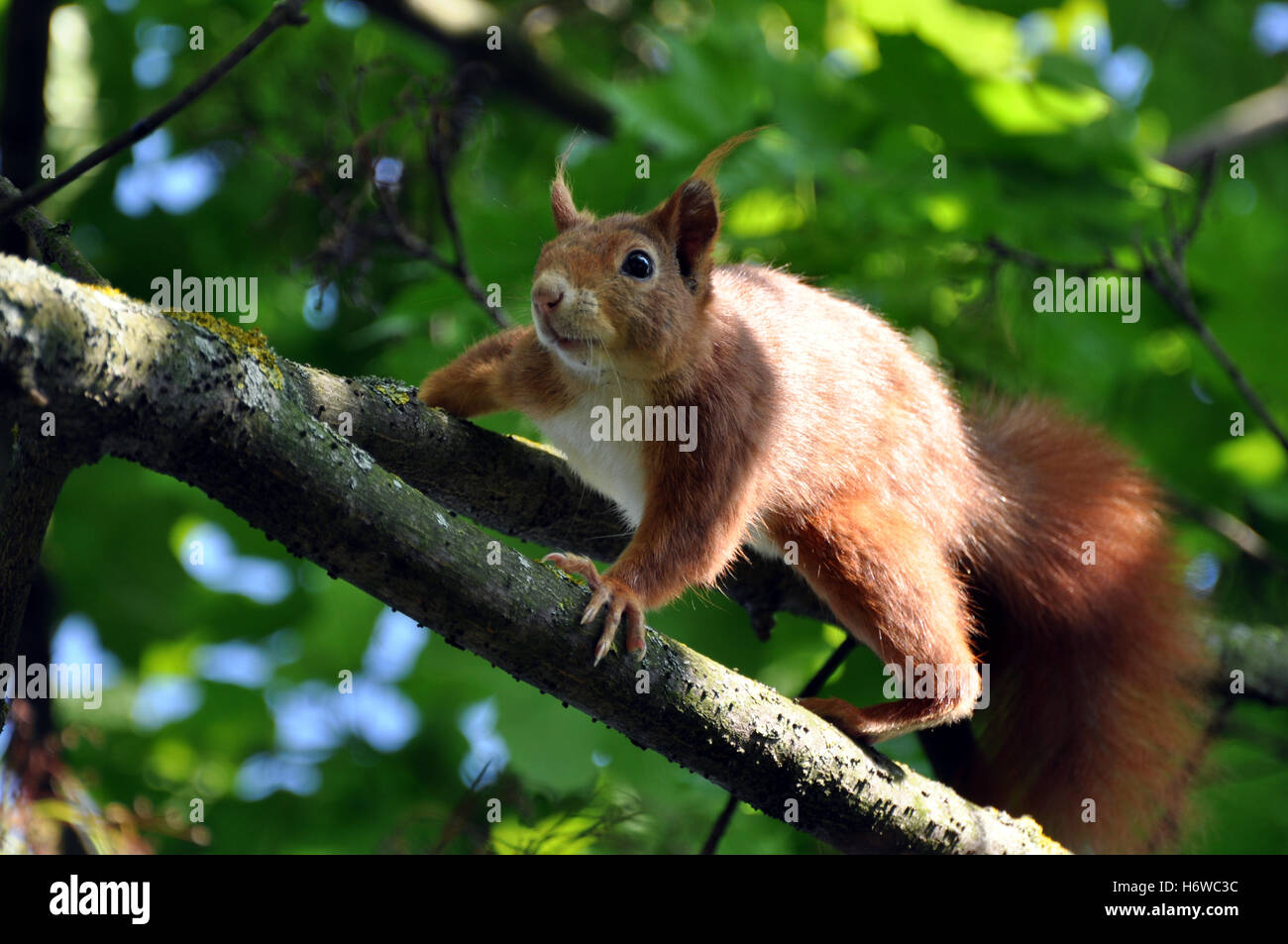 Hello Ladies Squirrel