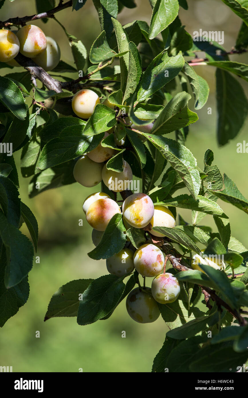 mirabelle on the tree Stock Photo - Alamy