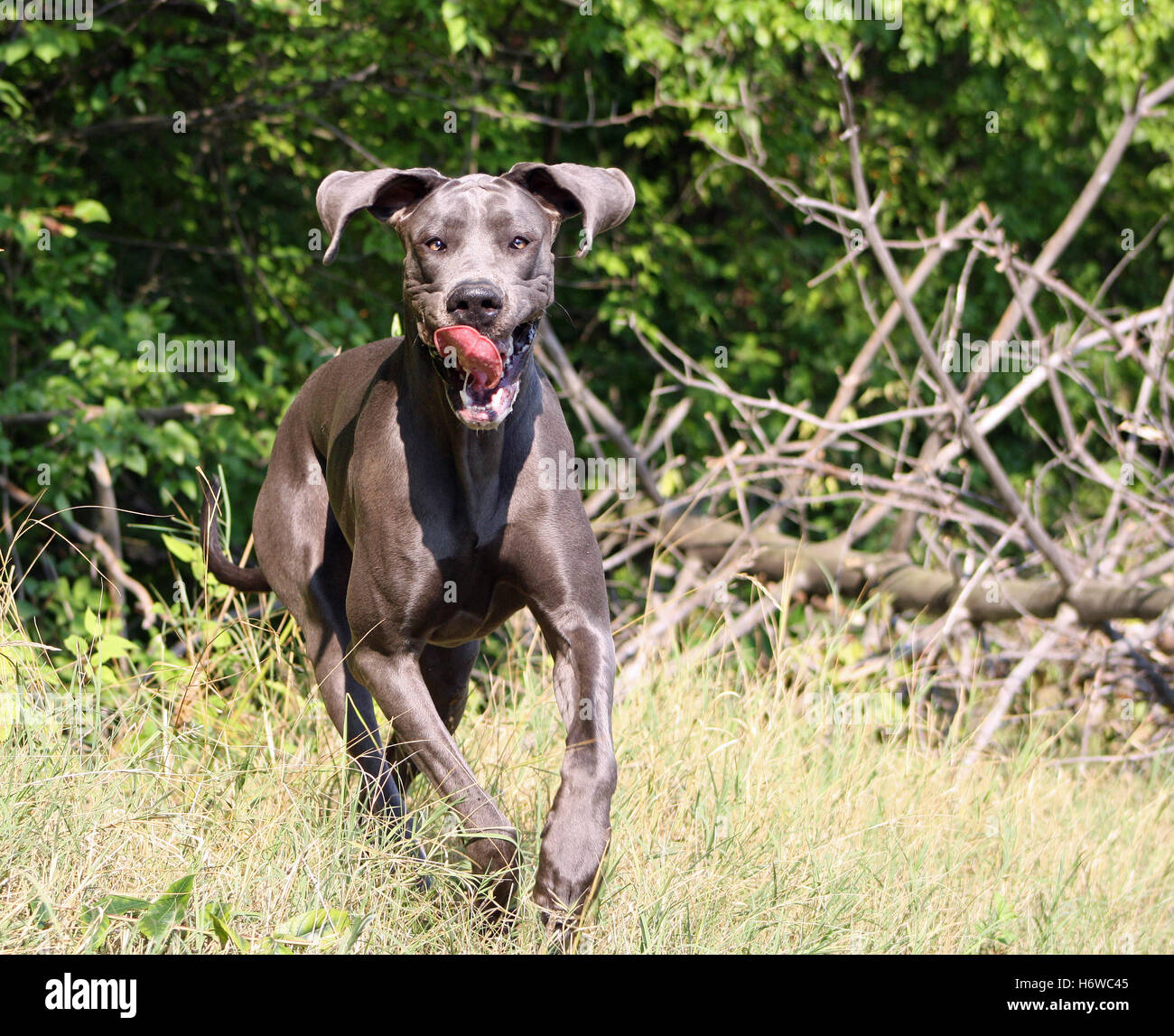 german danes in labor Stock Photo - Alamy