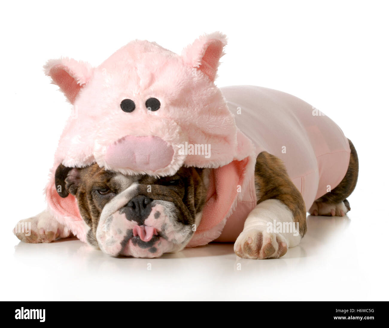 Extreme animals Cut Out Stock Images & Pictures - Alamy