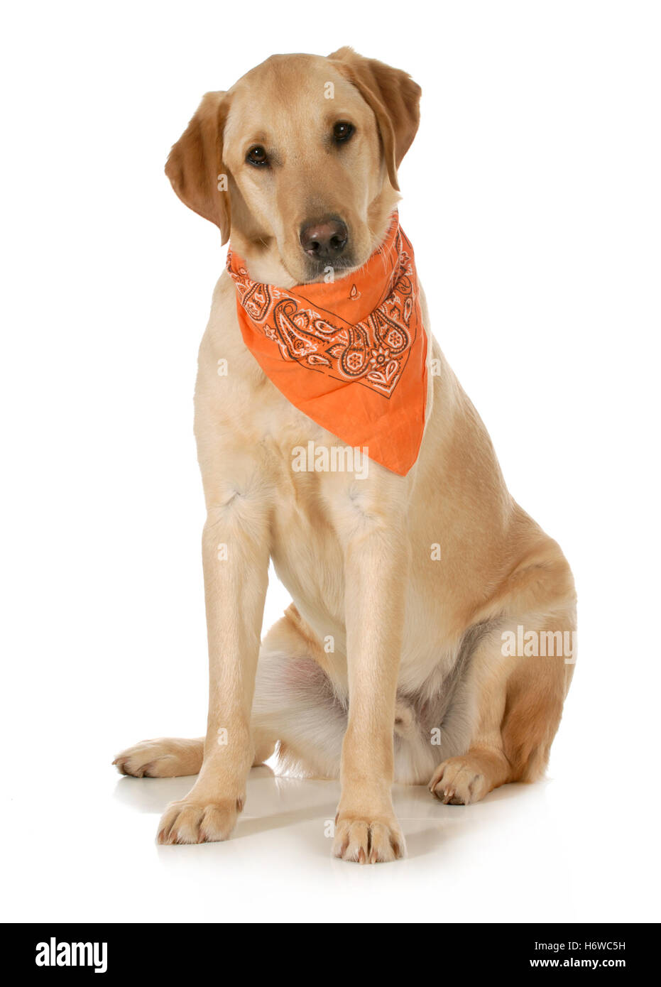 Mammal vertical animal animals hi-res stock photography and images - Alamy