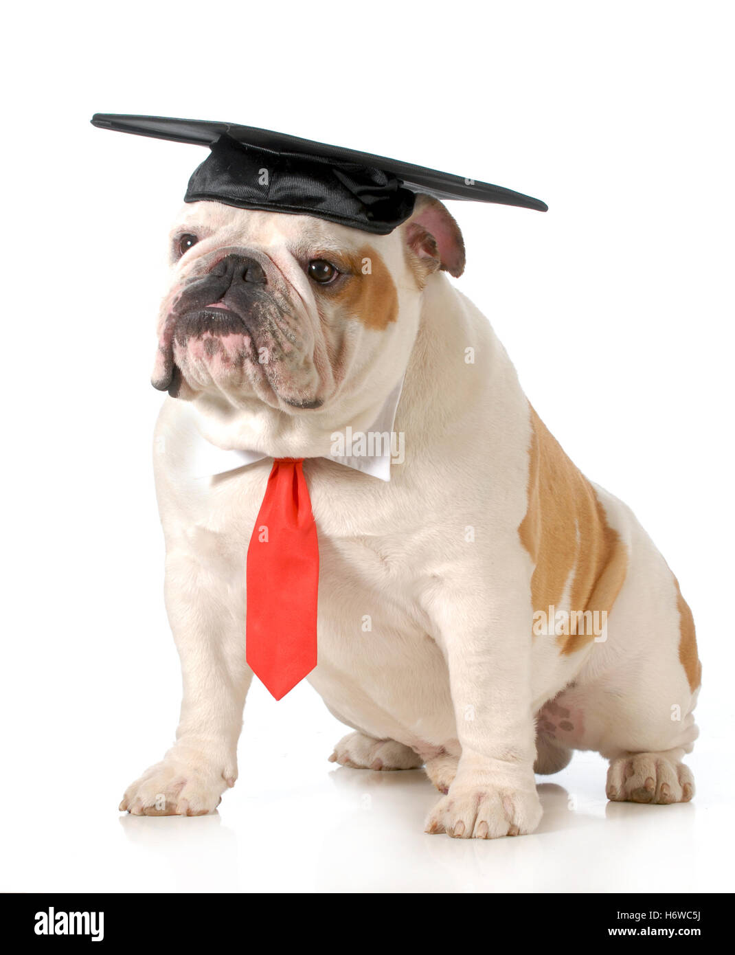 Smart animals hi-res stock photography and images - Alamy