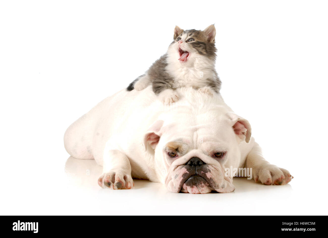 Baby animals friends Cut Out Stock Images & Pictures - Alamy