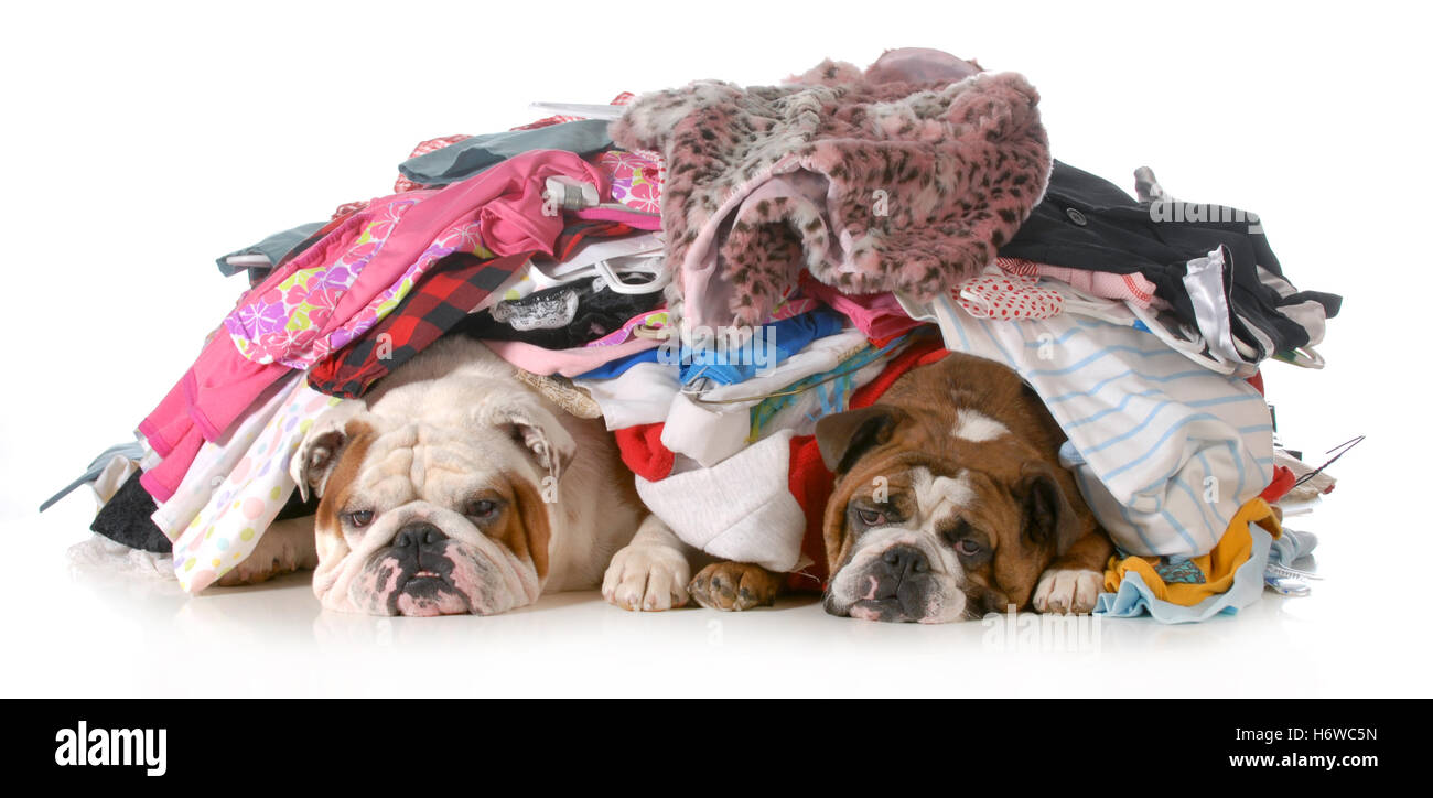 Laundry pile animals hi-res stock photography and images - Alamy