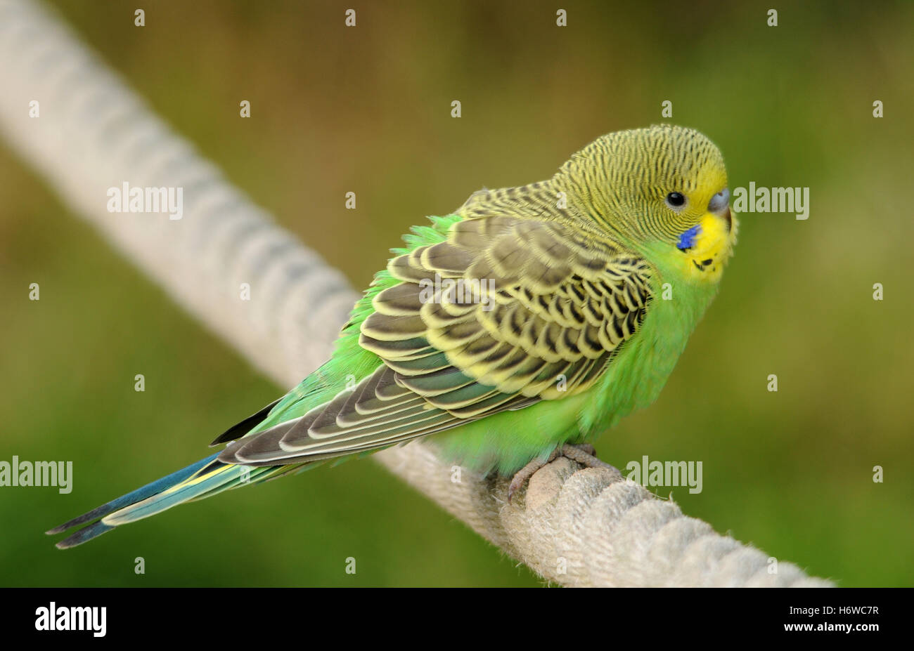 australia budgerigar parakeet parrot australia budgerigar parakeet ...