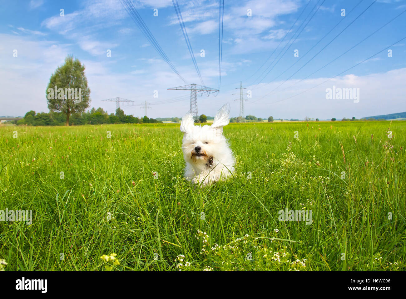 Live dog hi-res stock photography and images - Alamy