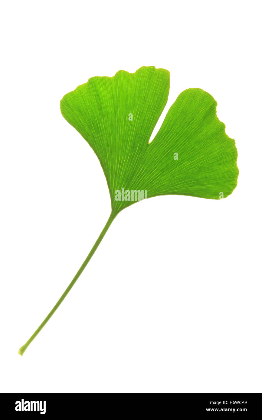Ginkgo biloba flowers hi-res stock photography and images - Alamy