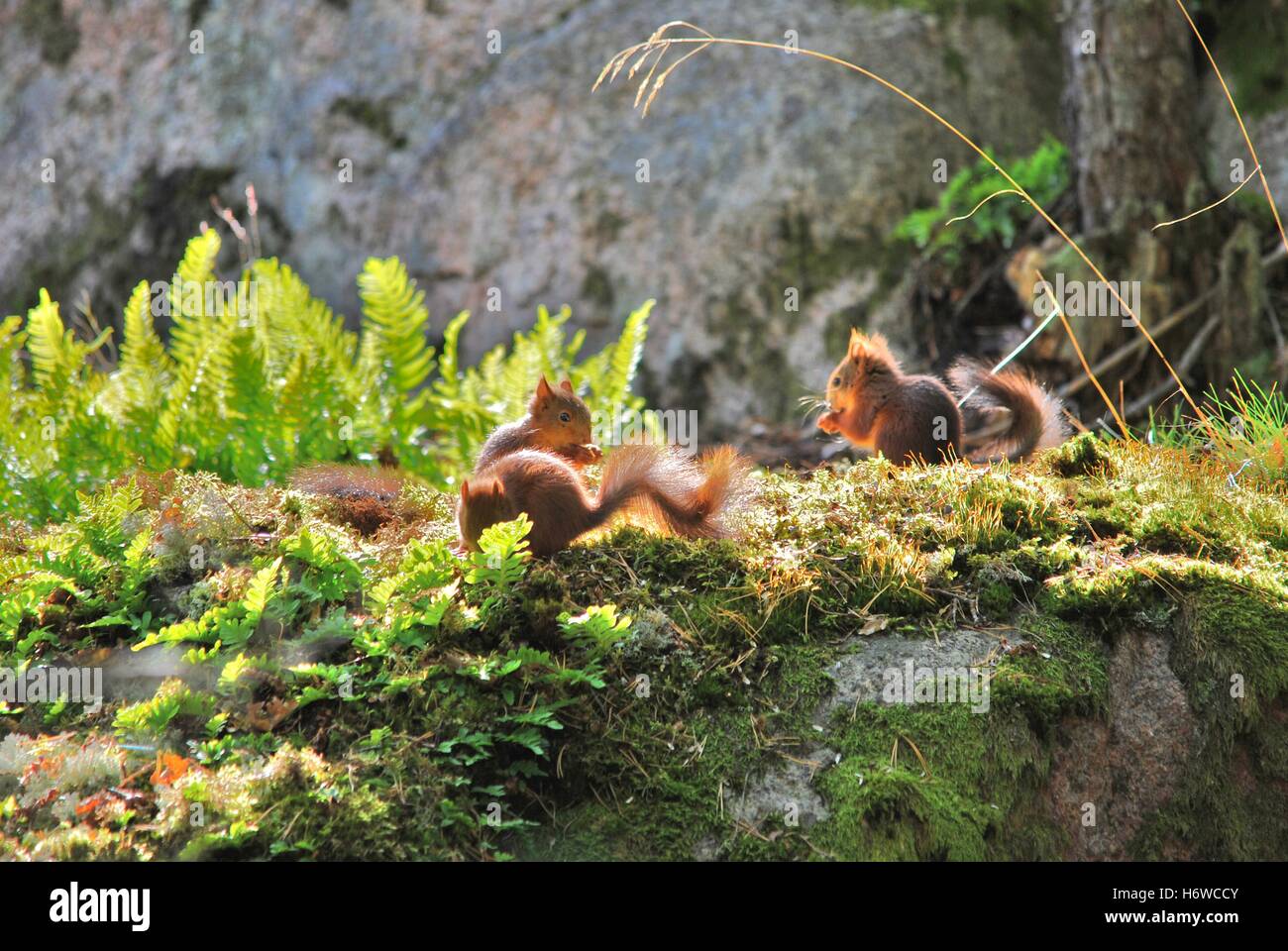 Environment wildlife hi-res stock photography and images - Alamy