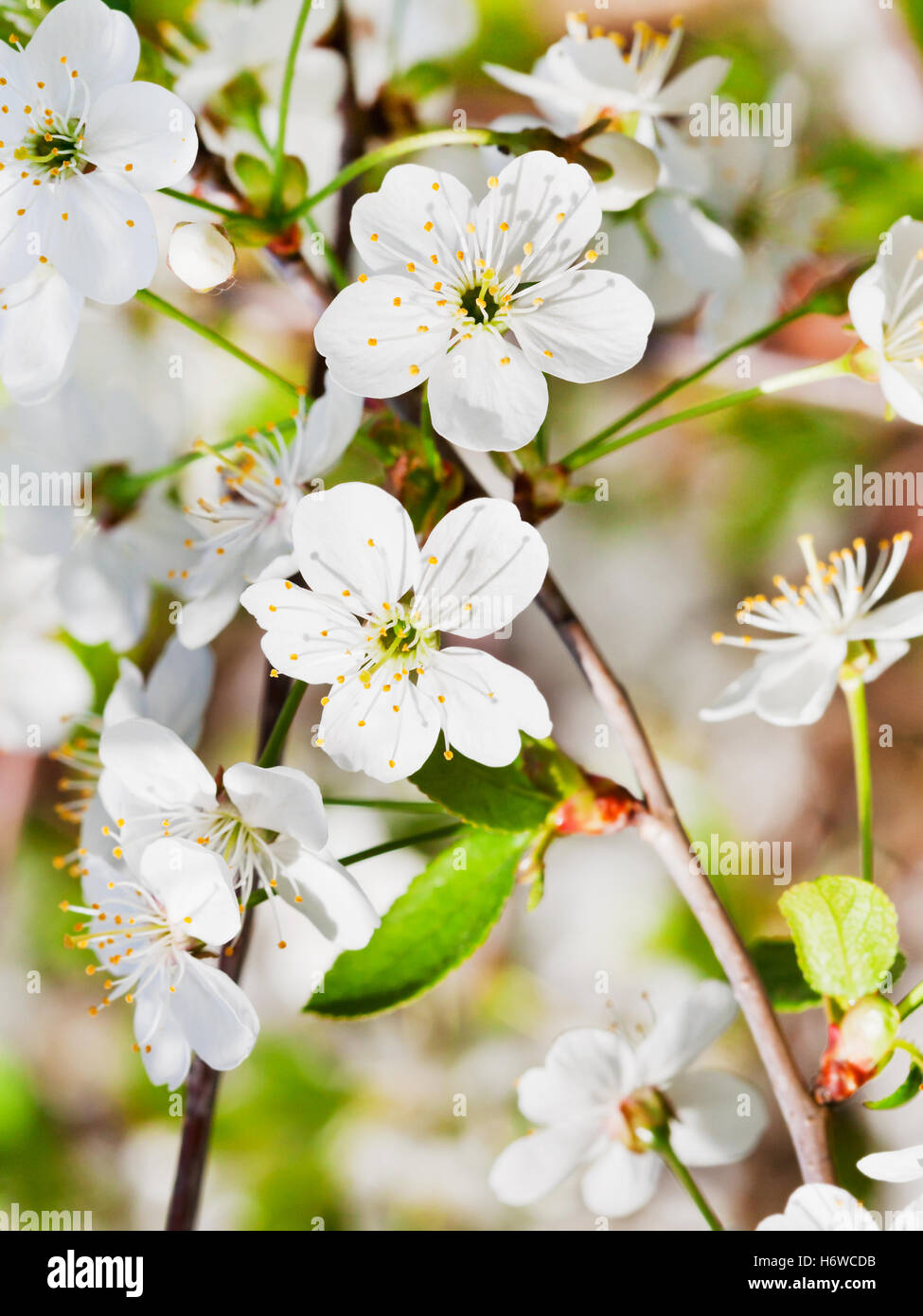tree garden flower plant wood bloom blossom flourish flourishing shine ...