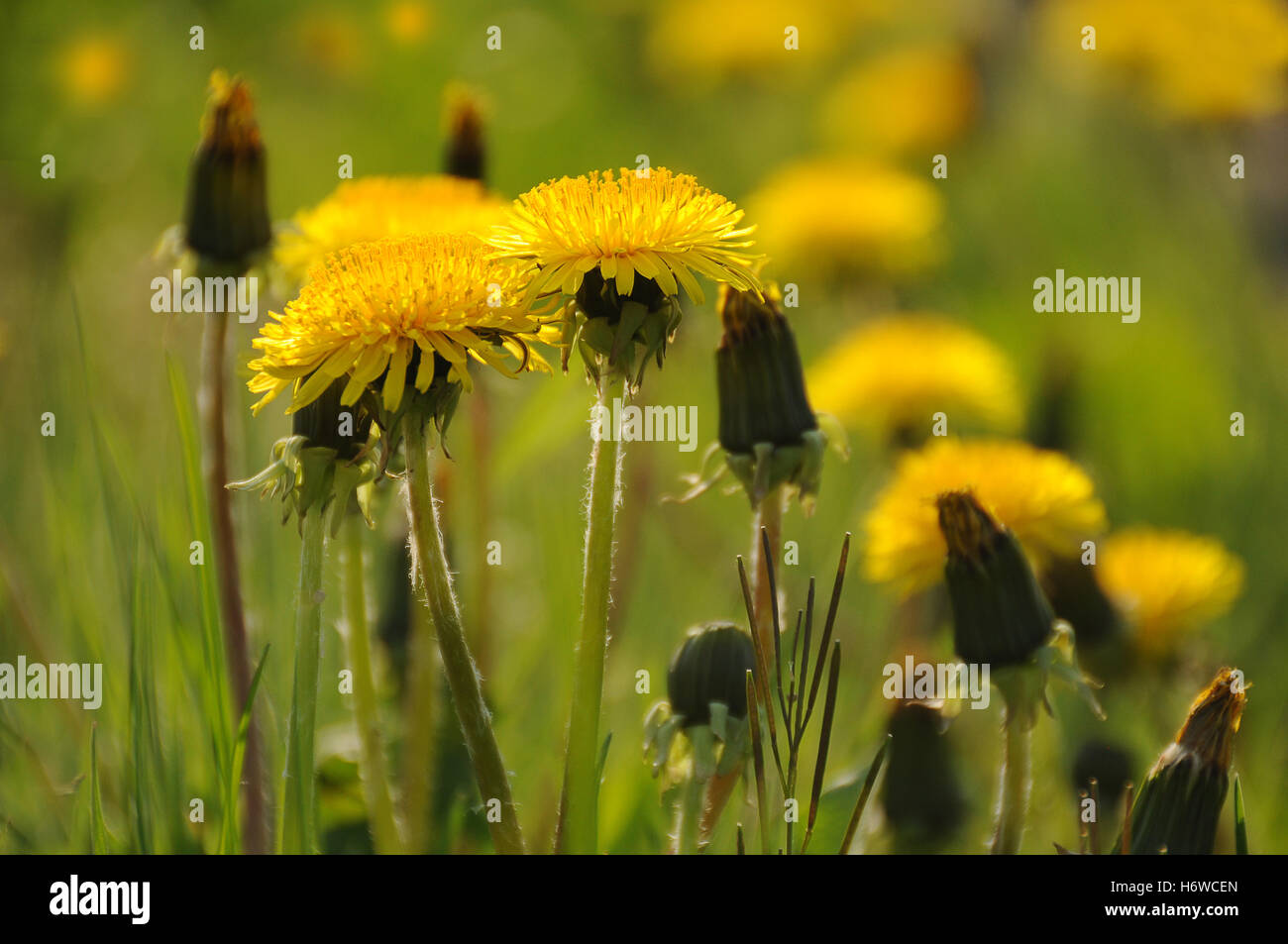 Dandelion plants hi-res stock photography and images - Alamy