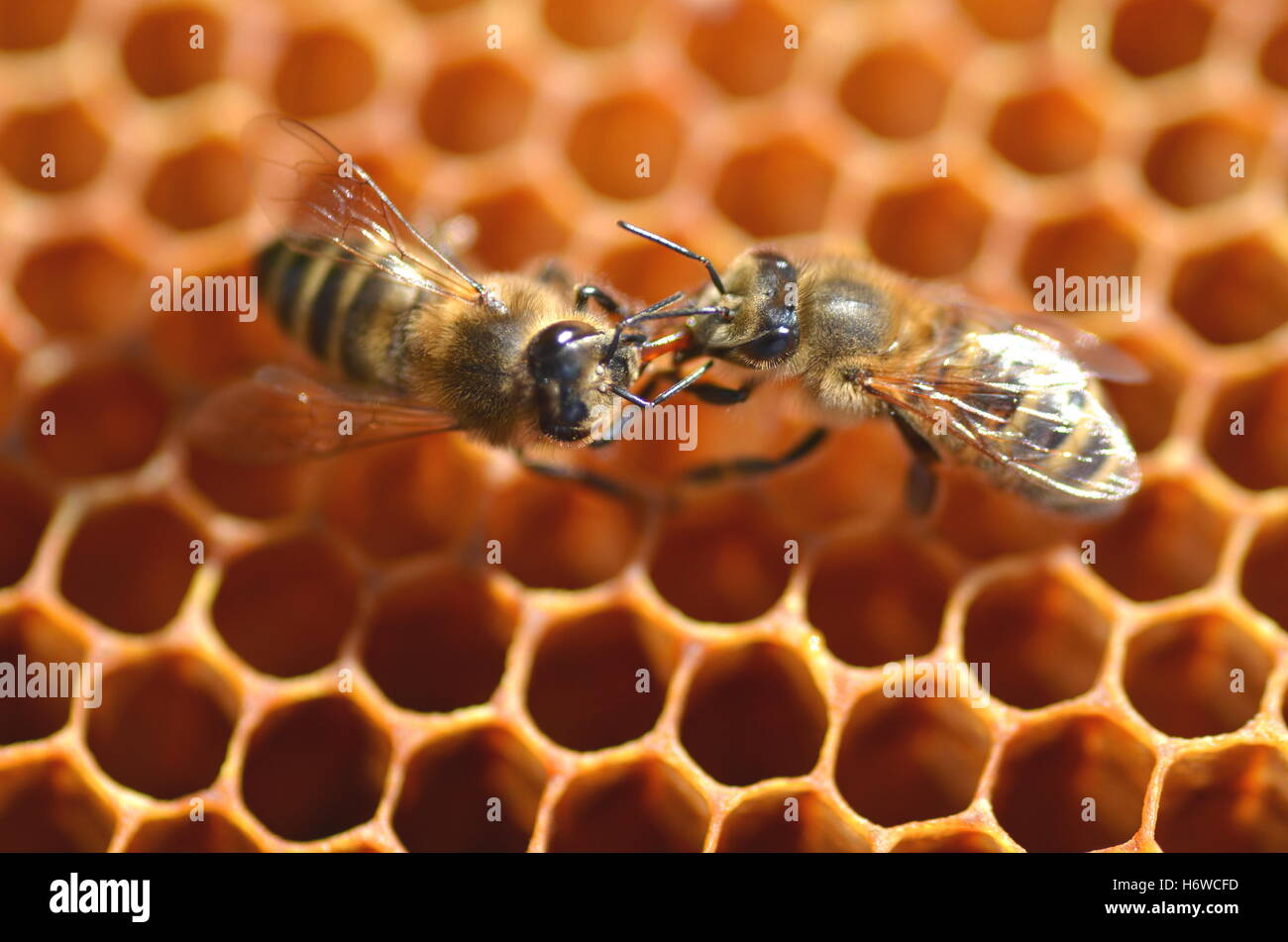 Eats insects hi-res stock photography and images - Alamy