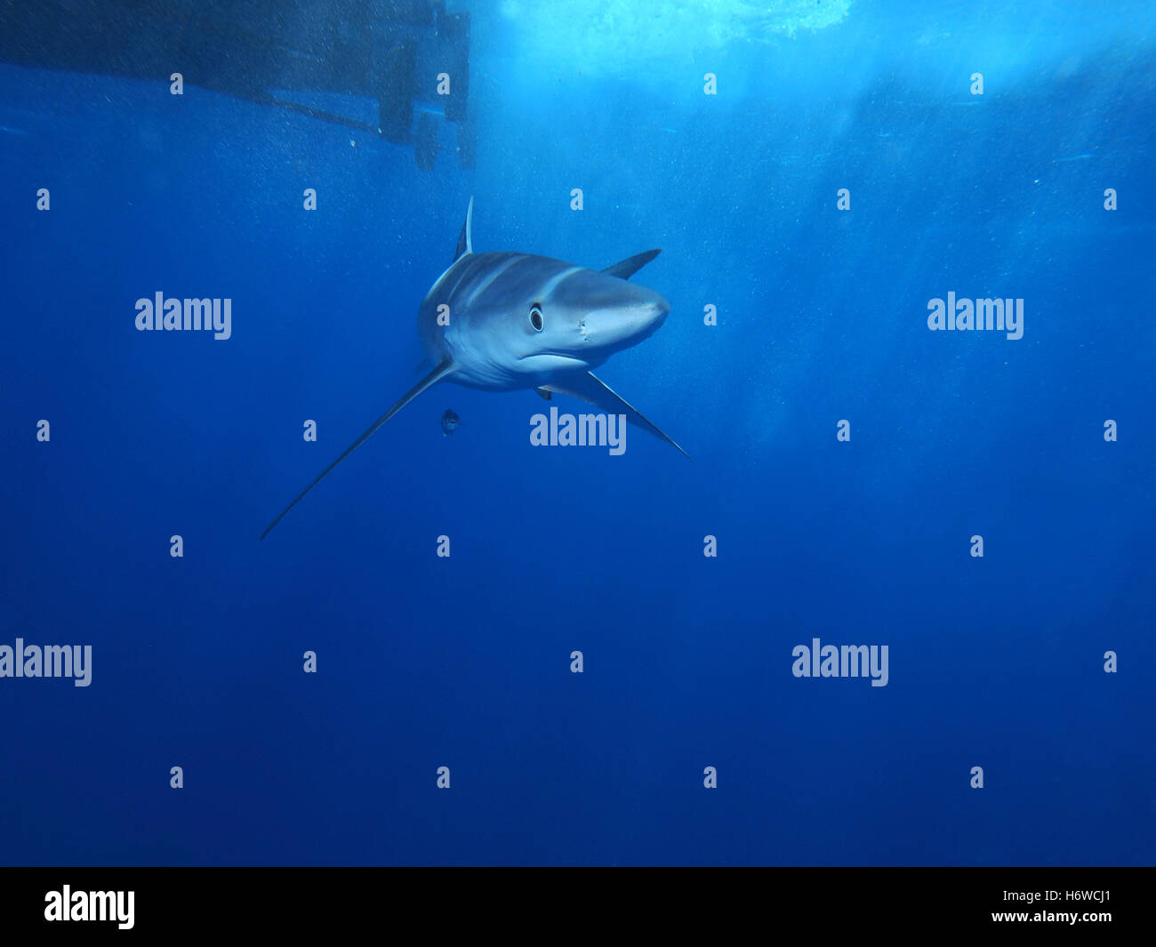 Blue shark hi-res stock photography and images - Alamy