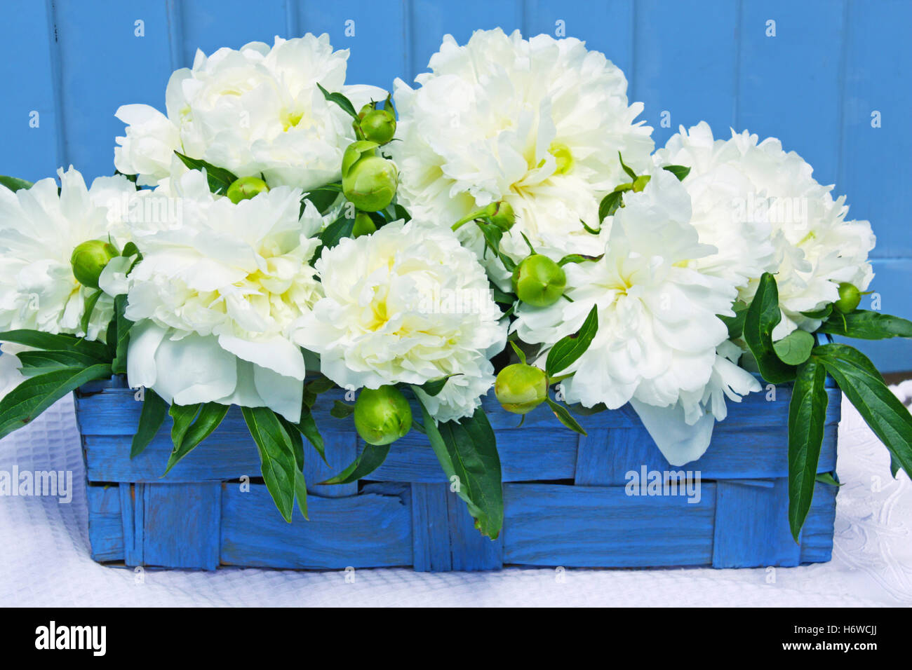 European peonies hi-res stock photography and images - Alamy
