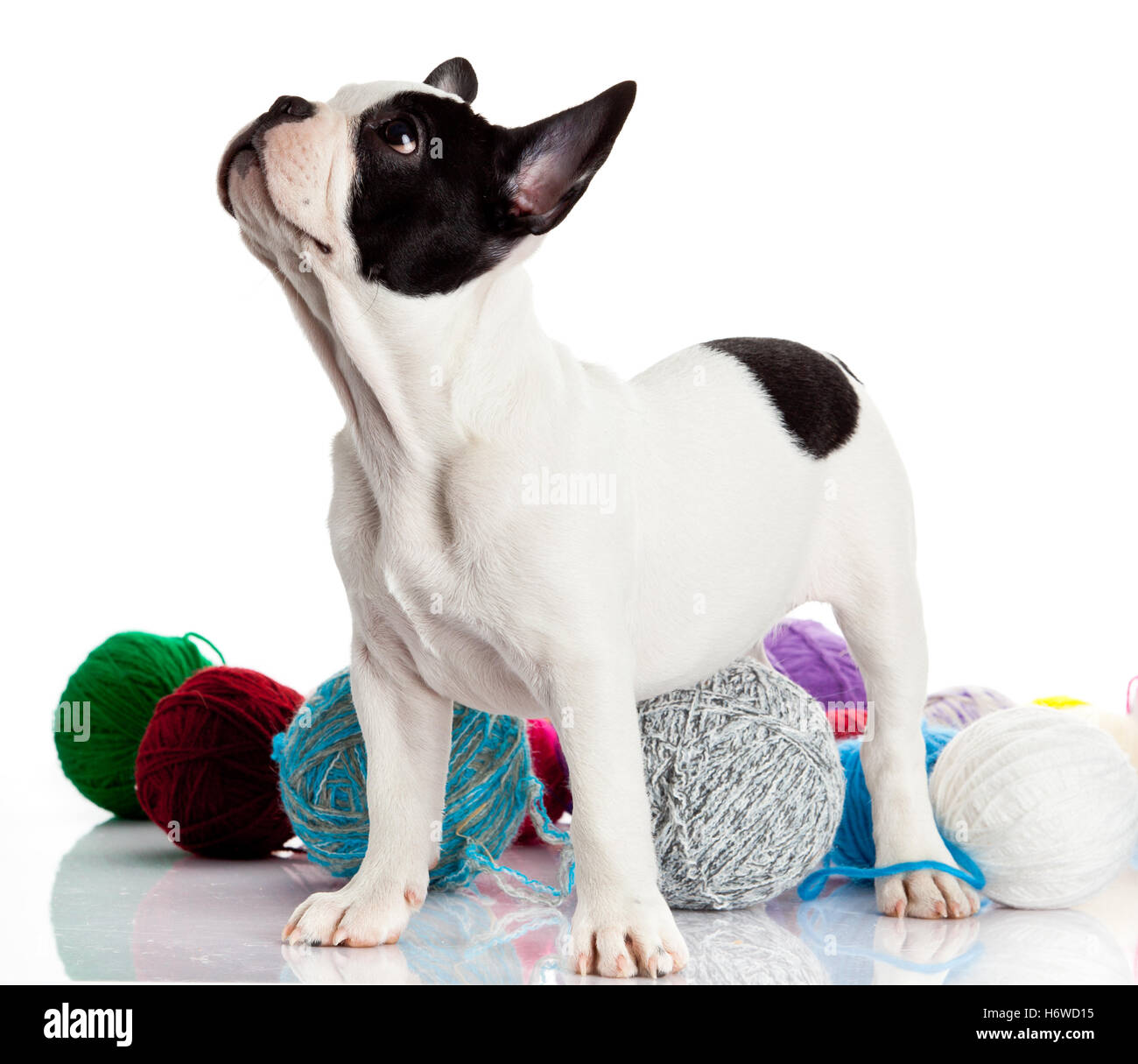 Woolen animals hi-res stock photography and images - Alamy