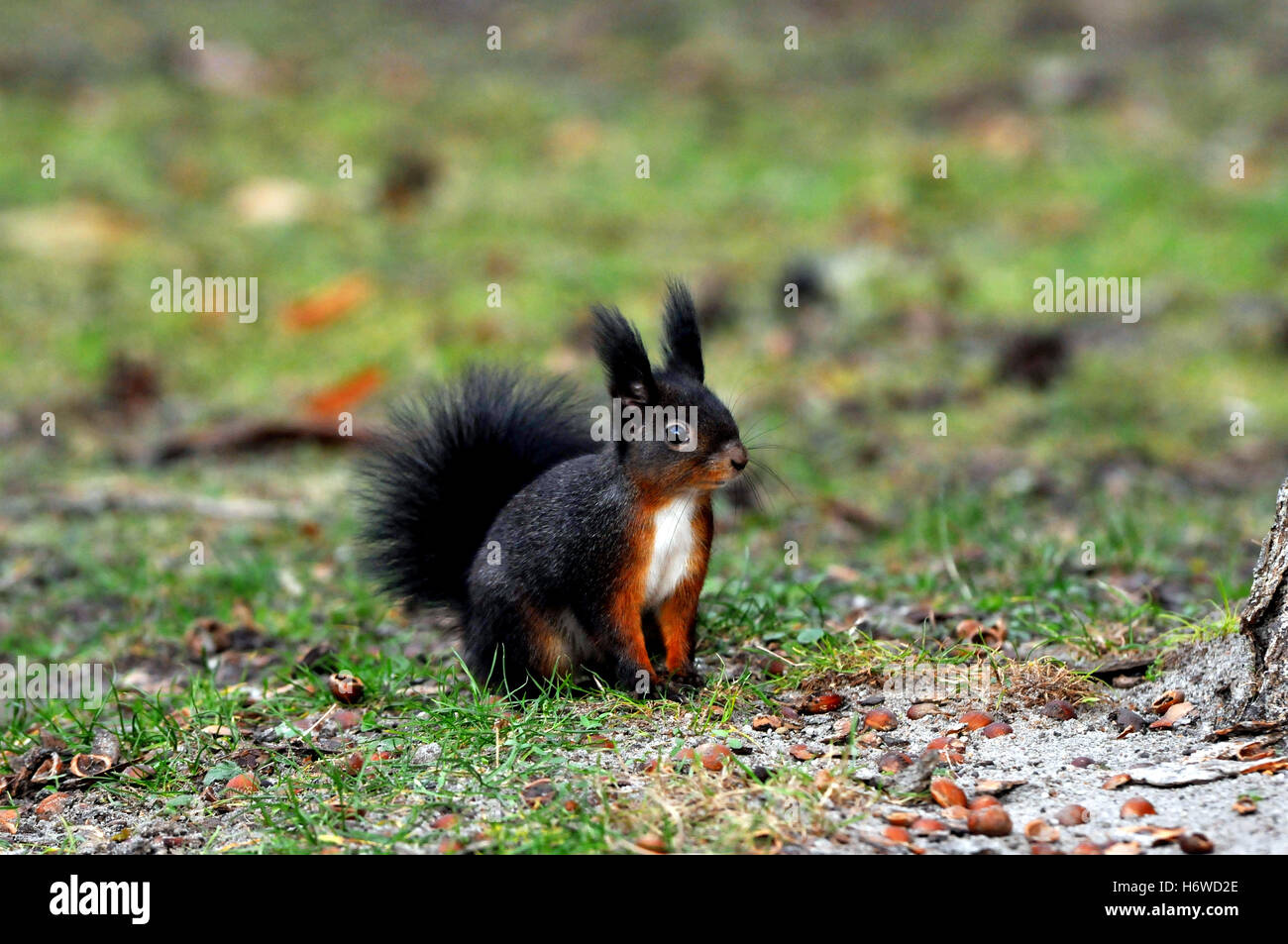 Mammals tail hi-res stock photography and images - Alamy