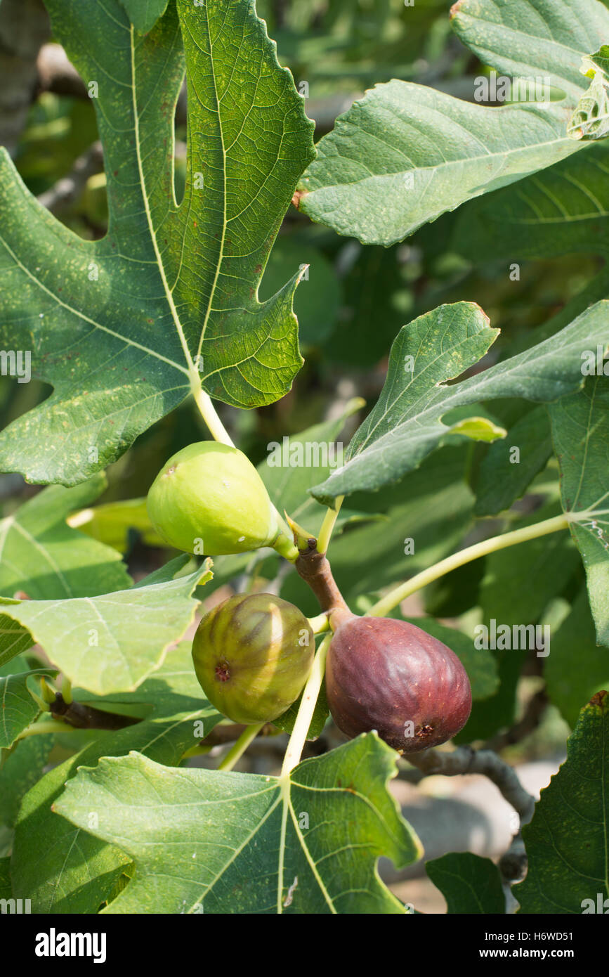 food aliment leaf health sweet closeup tree trees garden leaves ...