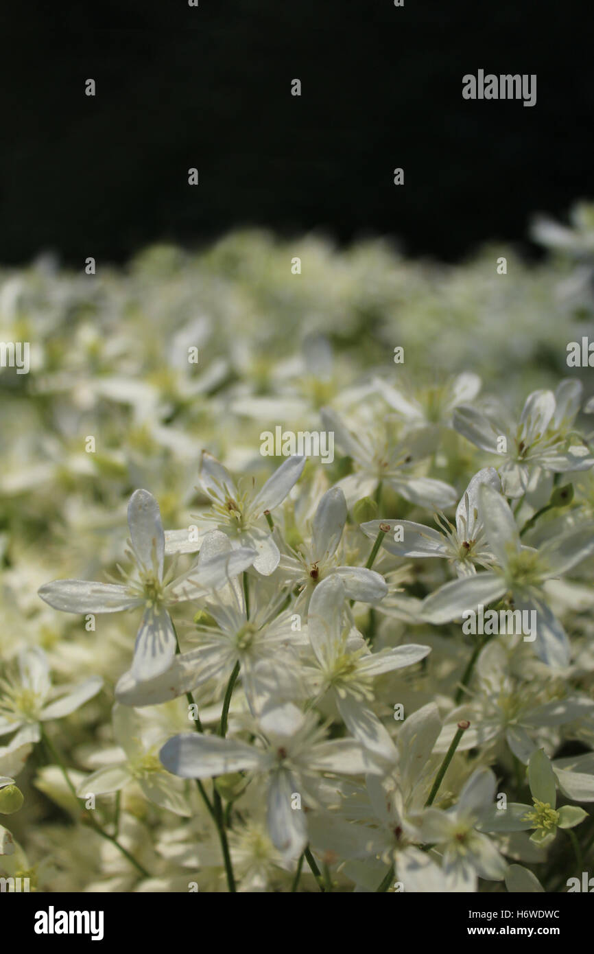 Sweet Autumn Clematis Stock Photo - Alamy