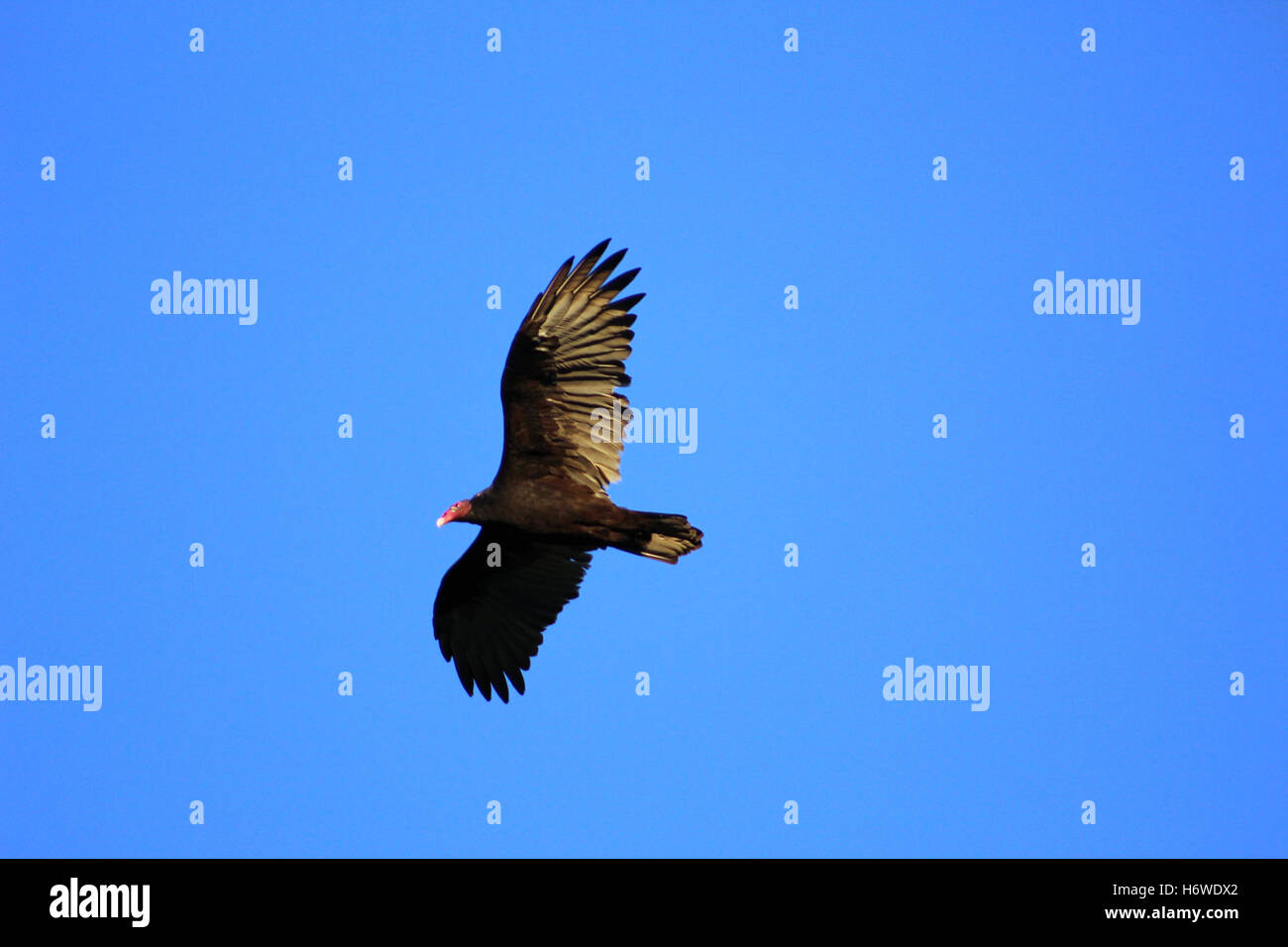 Vulture flying high Stock Photo - Alamy