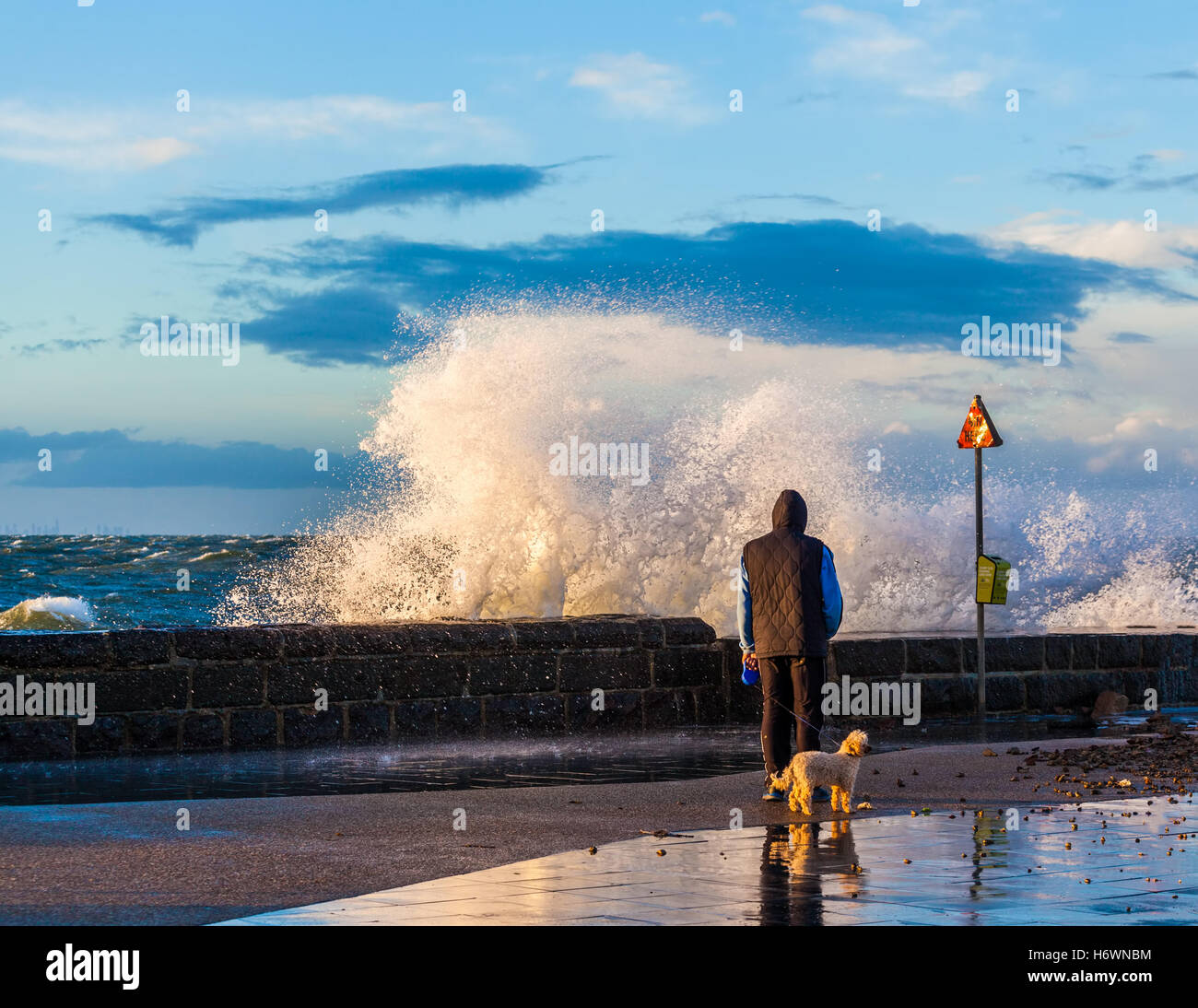 One person with small dog watching huge wave crushing on Mornington ...
