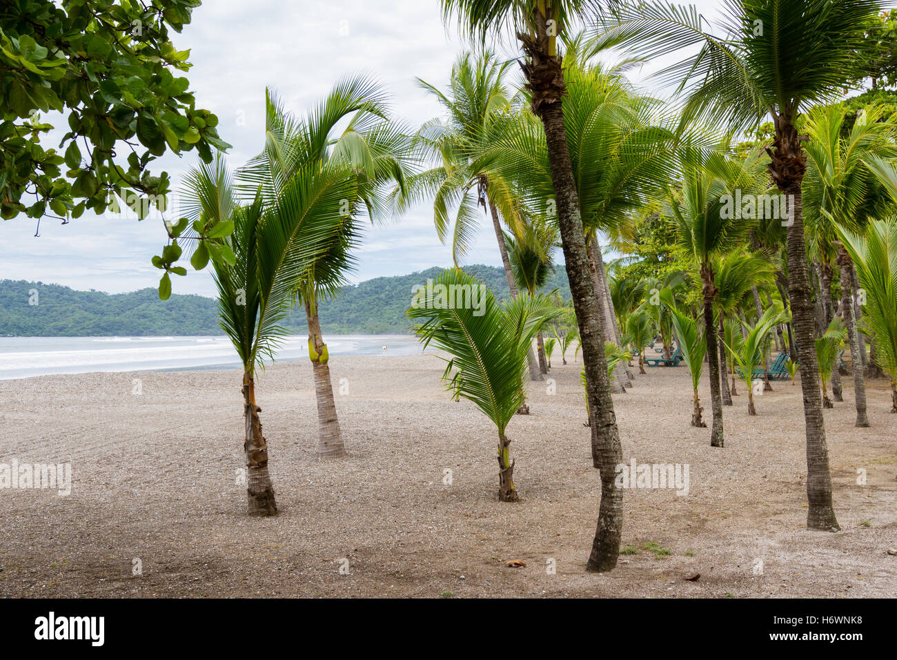 relaxing beach scene with reclining beach chairs and palm trees in ...