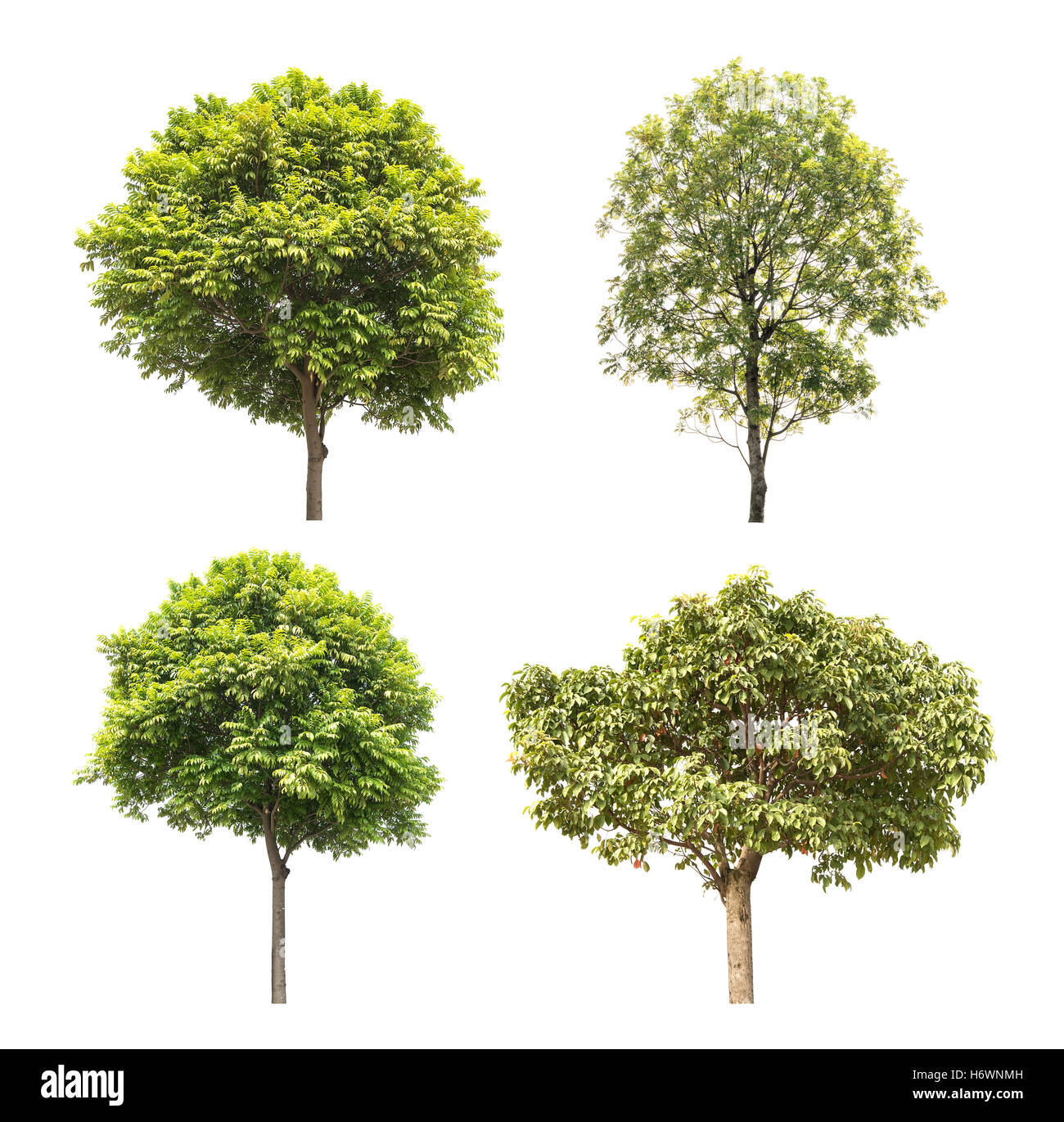 Tall garden plant Cut Out Stock Images & Pictures - Alamy