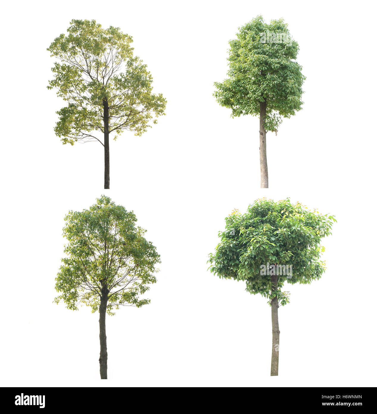 Leaf canopy metaphor hi-res stock photography and images - Alamy