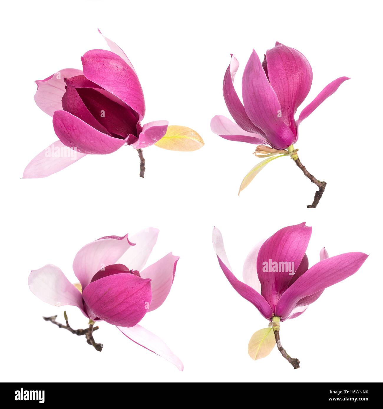 Closeup blooming magnolia flowers Cut Out Stock Images & Pictures - Alamy