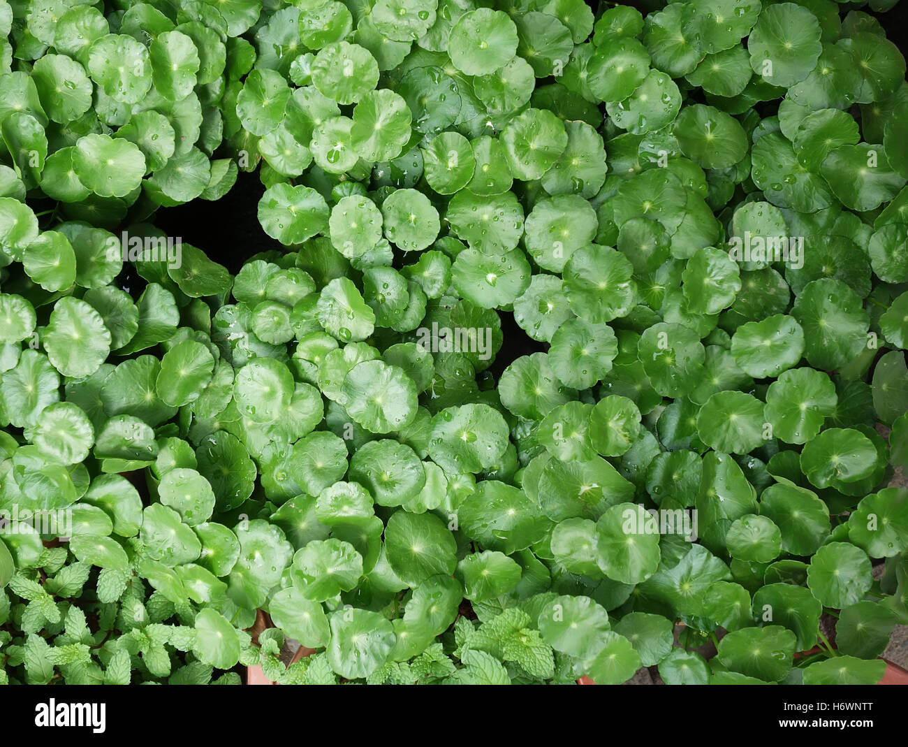 Marsh Pennywort Stock Photos & Marsh Pennywort Stock Images - Alamy