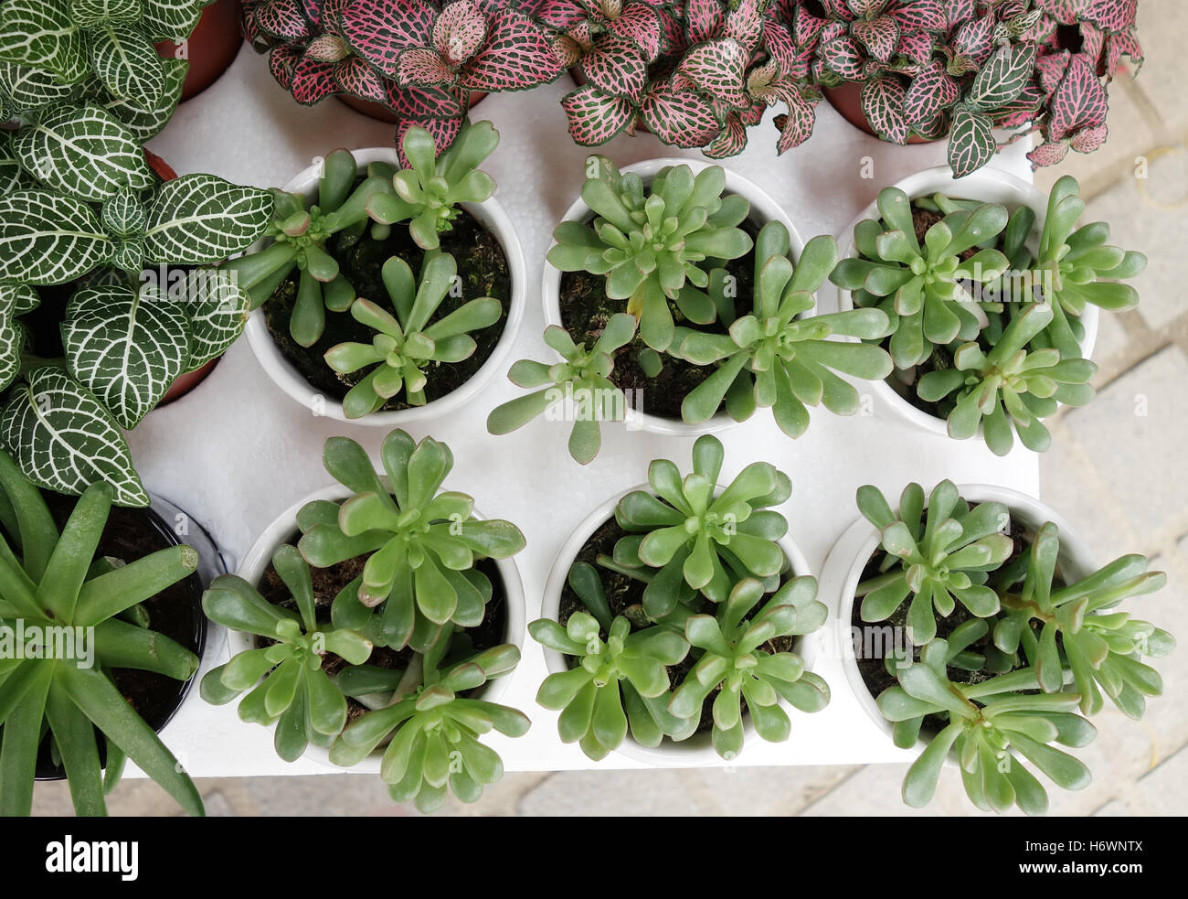 Miniature succulent plants Stock Photo - Alamy