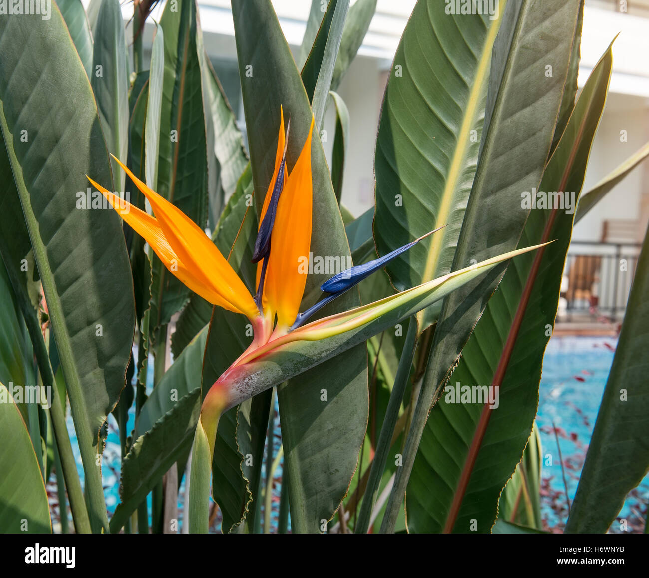 Flower Strelitzia reginae(bird of paradise, crane flower Stock Photo ...