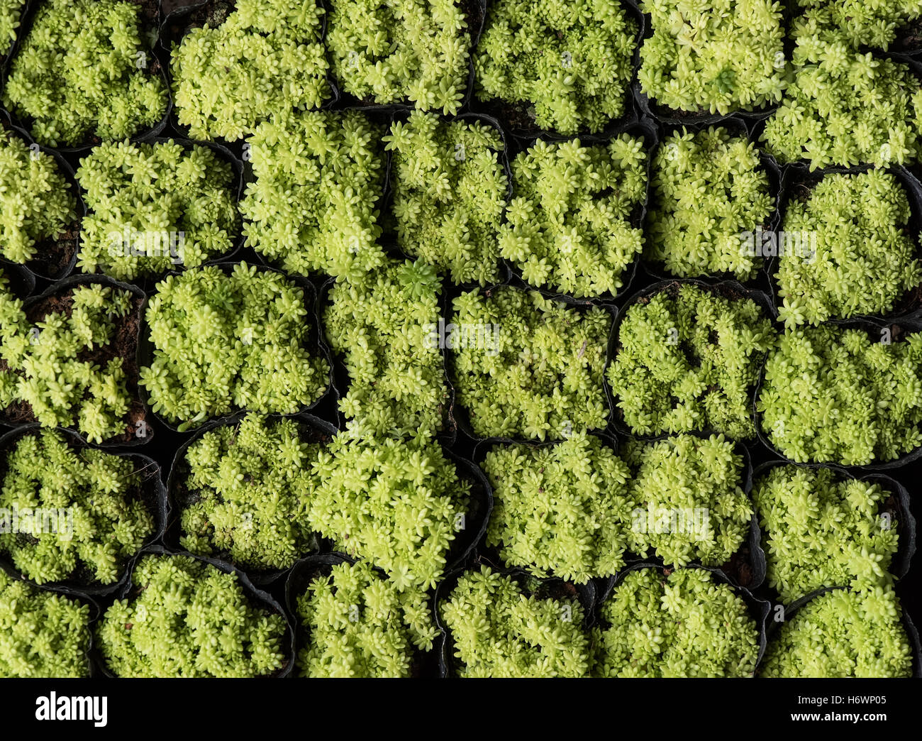 Miniature succulent plants Stock Photo - Alamy