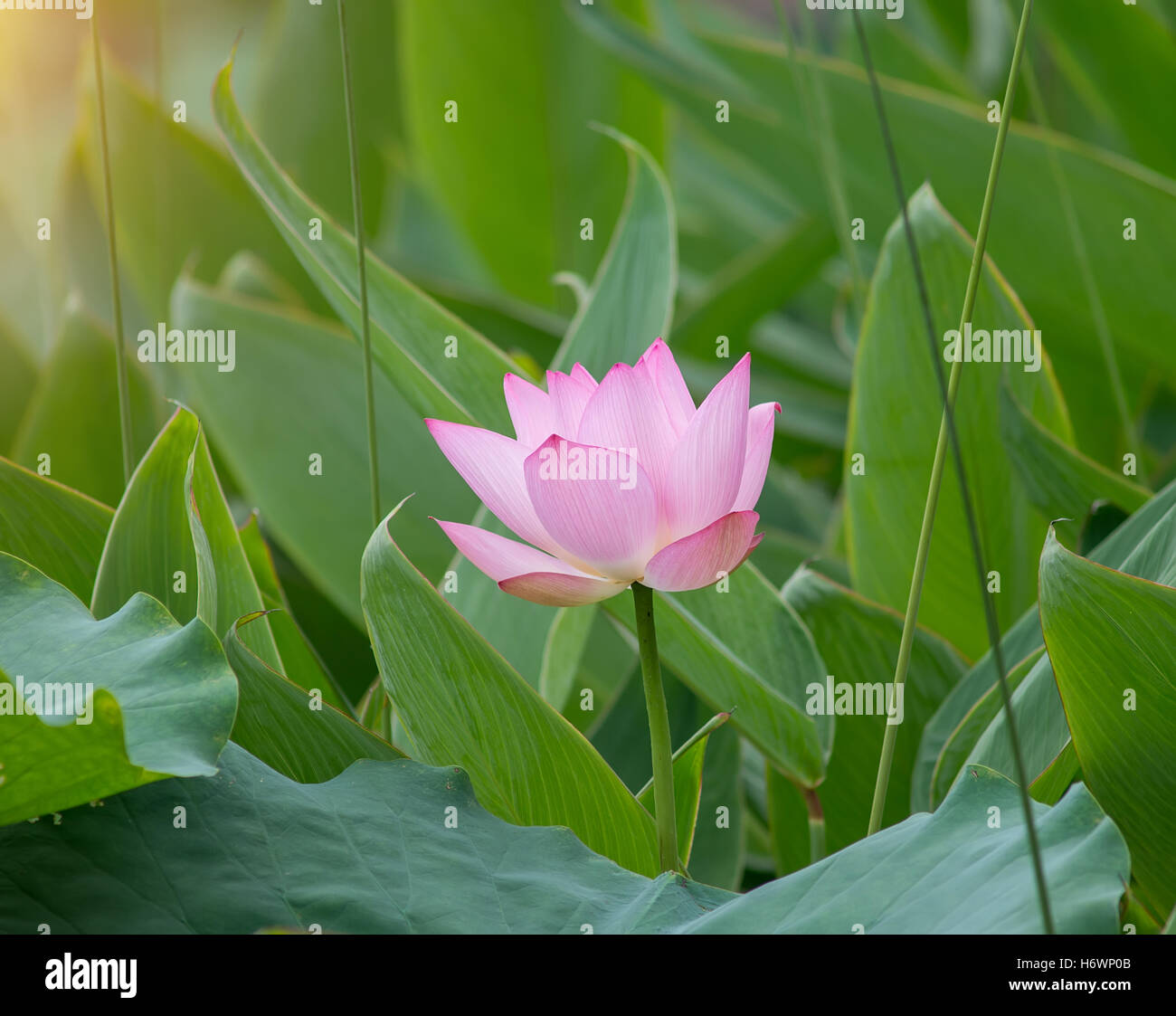 blooming lotus flower Stock Photo - Alamy