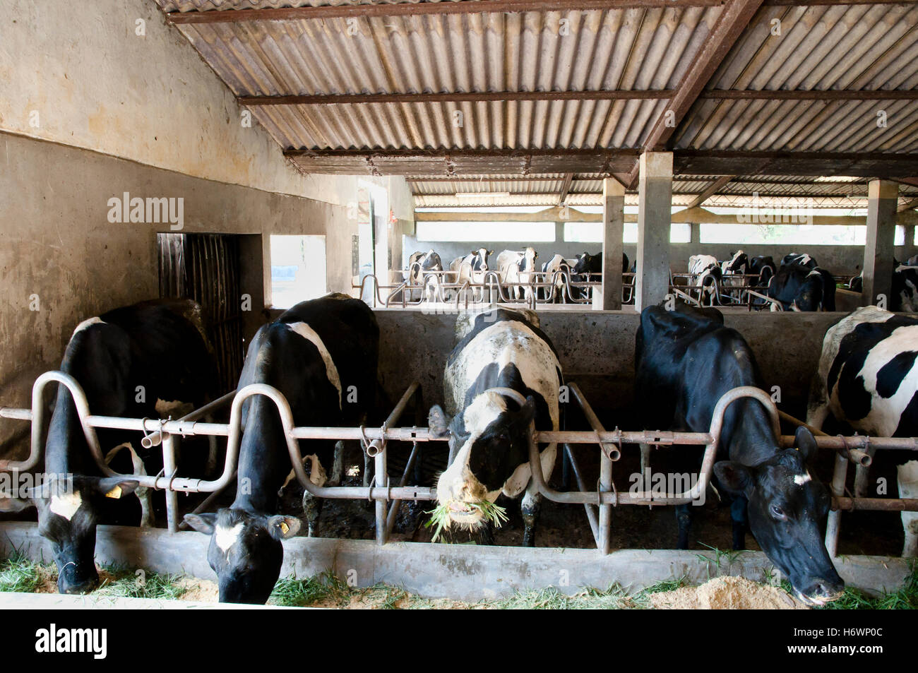 Feeding stable hi-res stock photography and images - Alamy