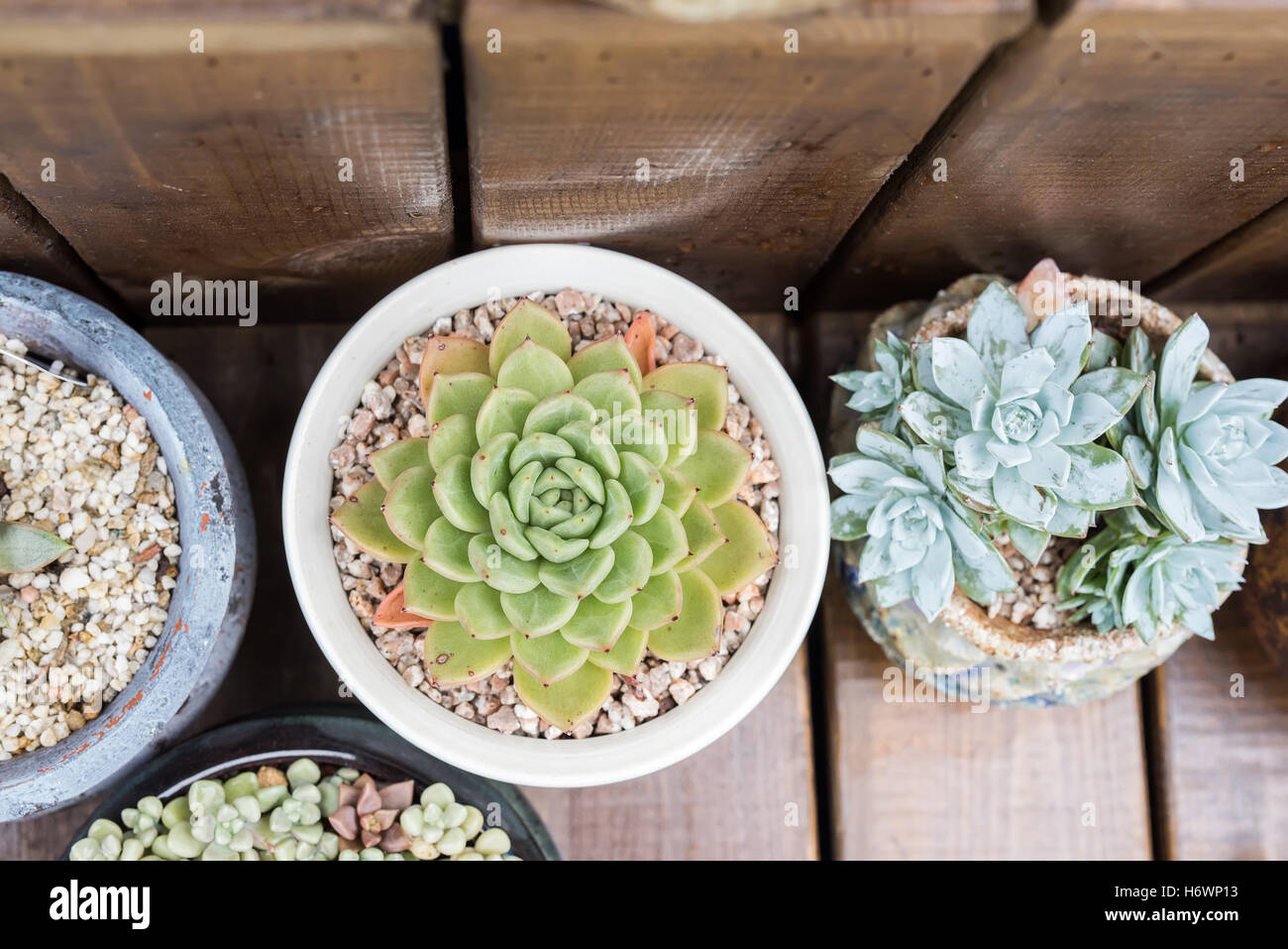 Miniature succulent plants Stock Photo - Alamy