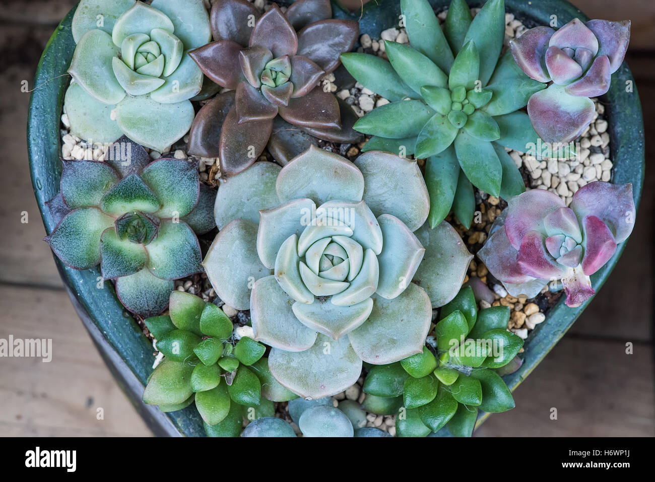 Miniature succulent plants Stock Photo - Alamy