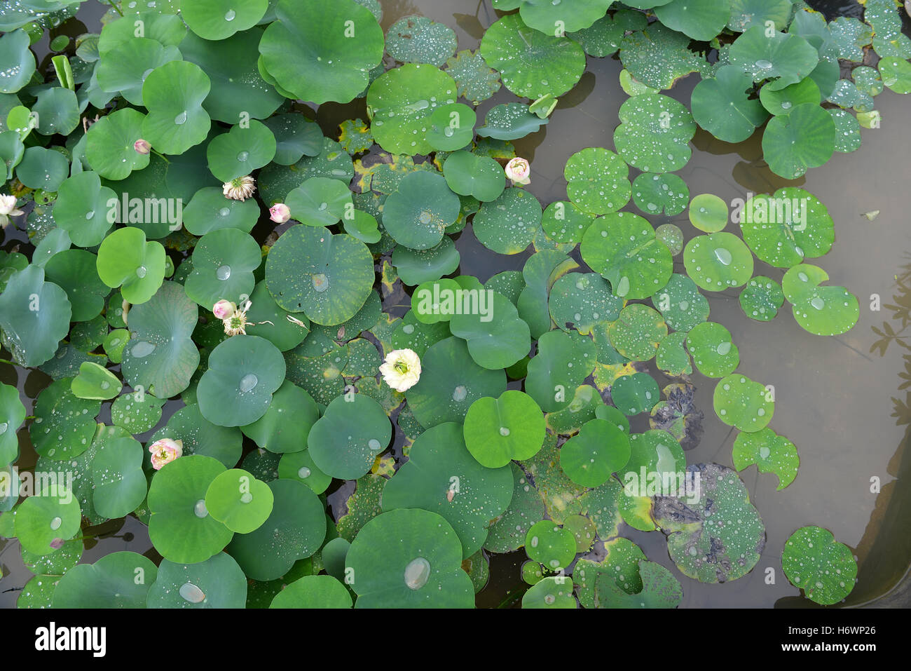 Texture with leaves of water lilies Stock Photo - Alamy