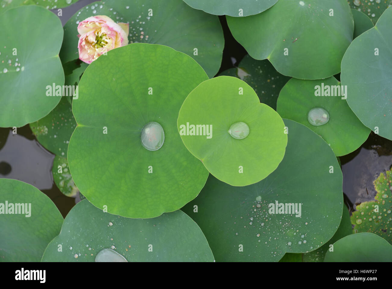 Texture with leaves of water lilies Stock Photo - Alamy