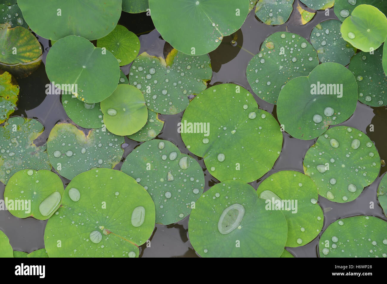 Texture with leaves of water lilies Stock Photo - Alamy