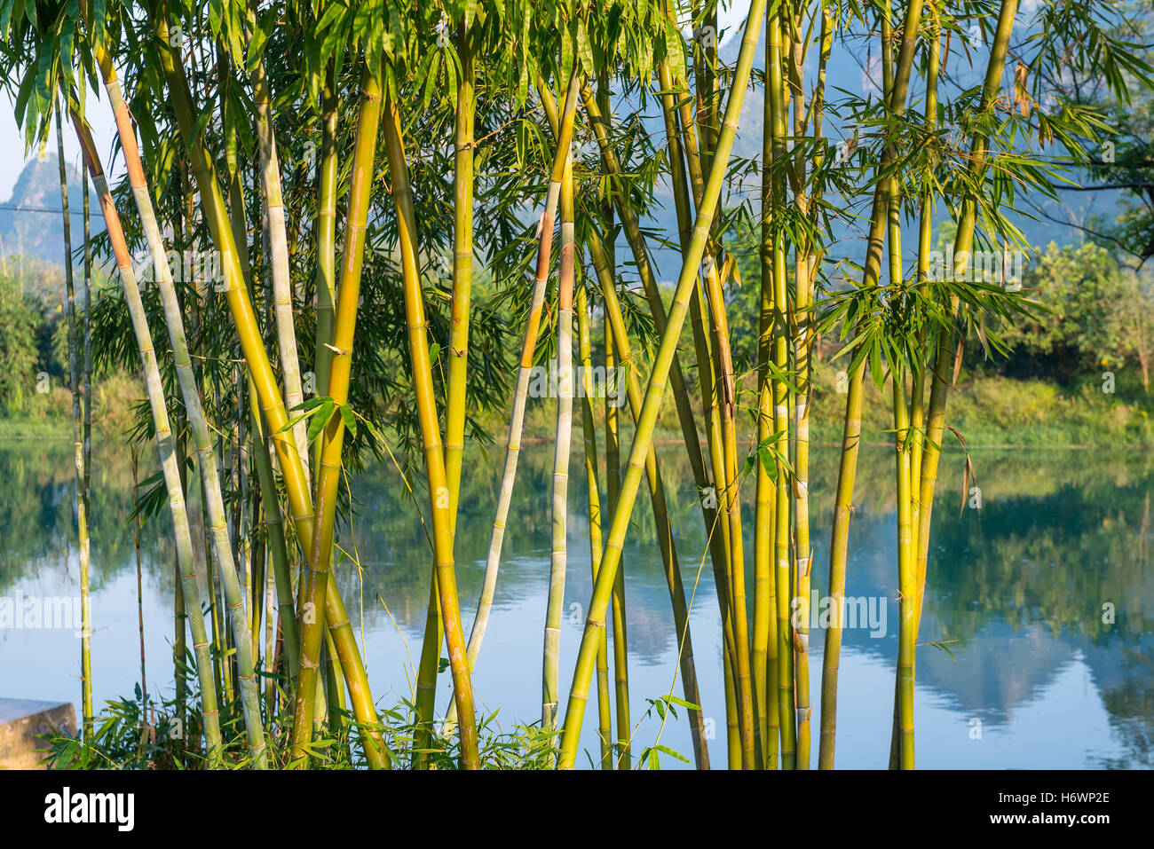 green bamboo in river Stock Photo - Alamy
