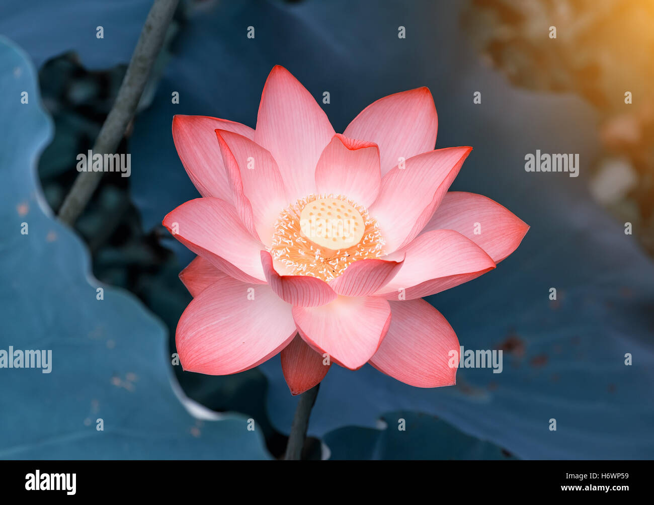 blooming lotus flower Stock Photo - Alamy