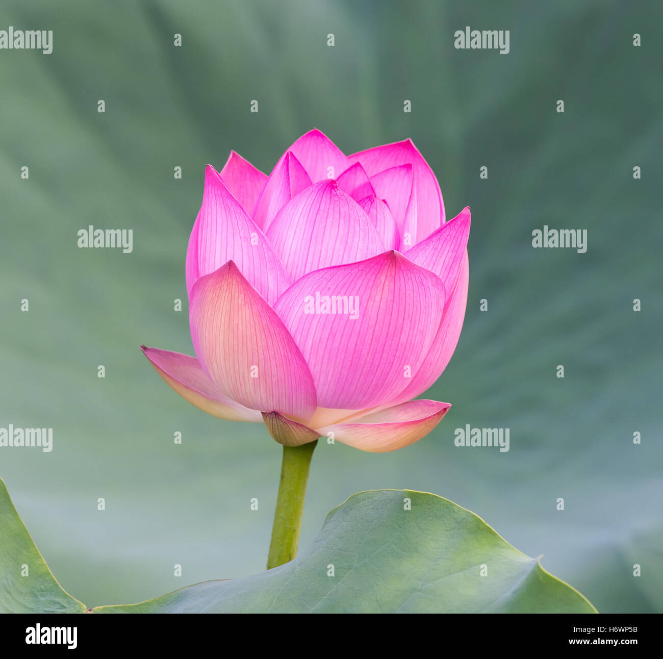 blooming lotus flower Stock Photo - Alamy