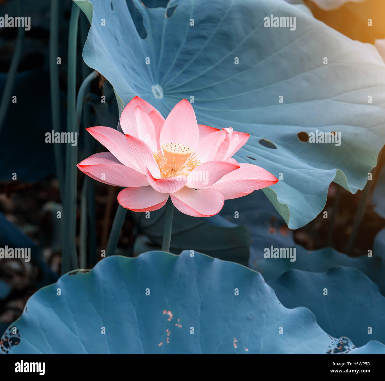 blooming lotus flower Stock Photo - Alamy