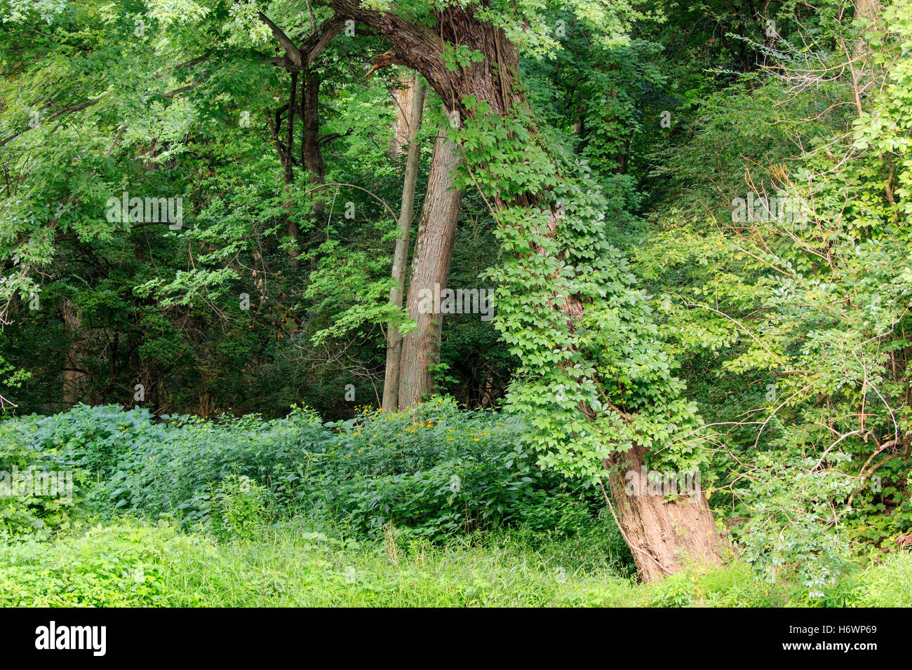 Trees and forest edge at a local park Stock Photo - Alamy