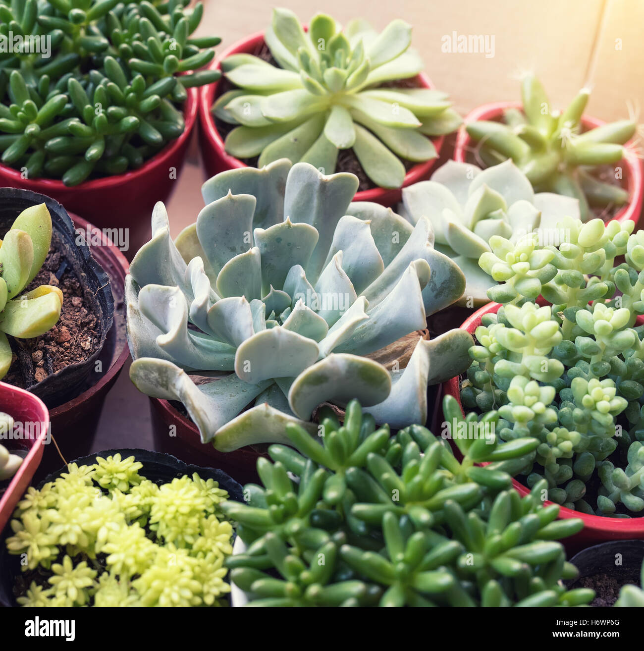 Miniature succulent plants Stock Photo - Alamy