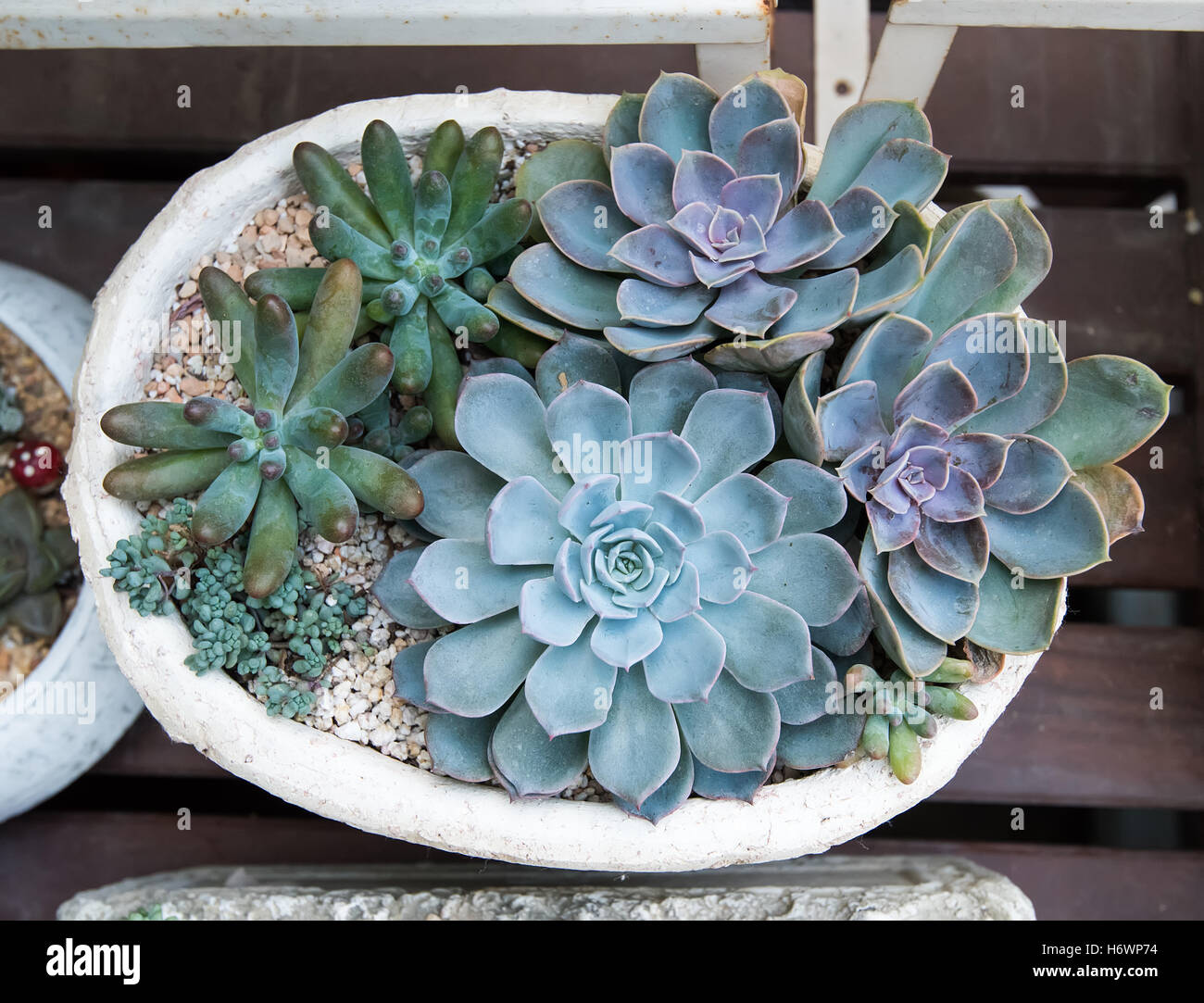 Miniature succulent plants Stock Photo - Alamy