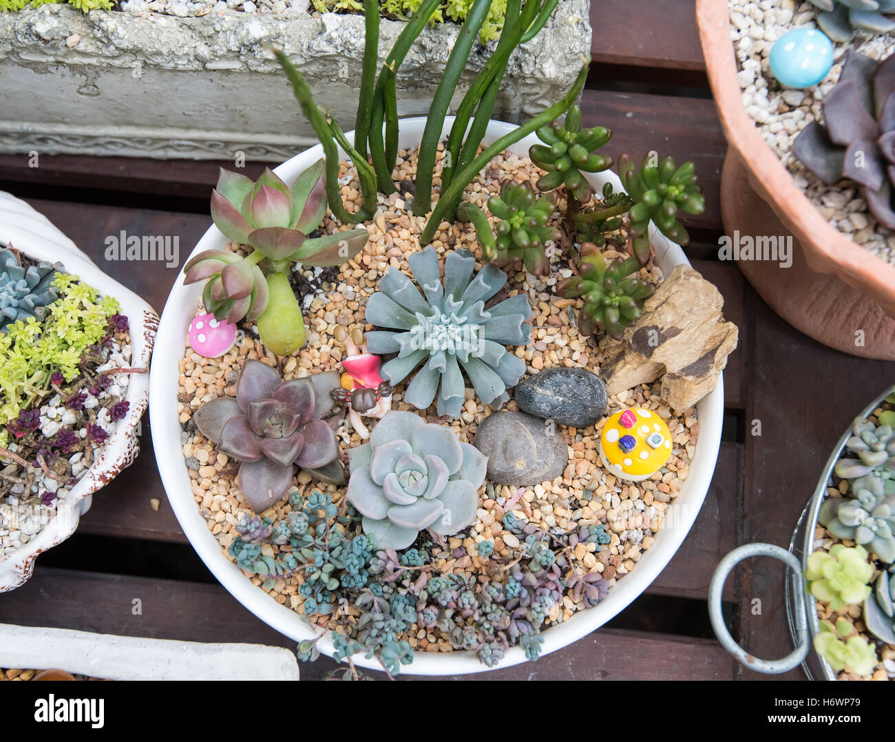 Miniature succulent plants Stock Photo - Alamy