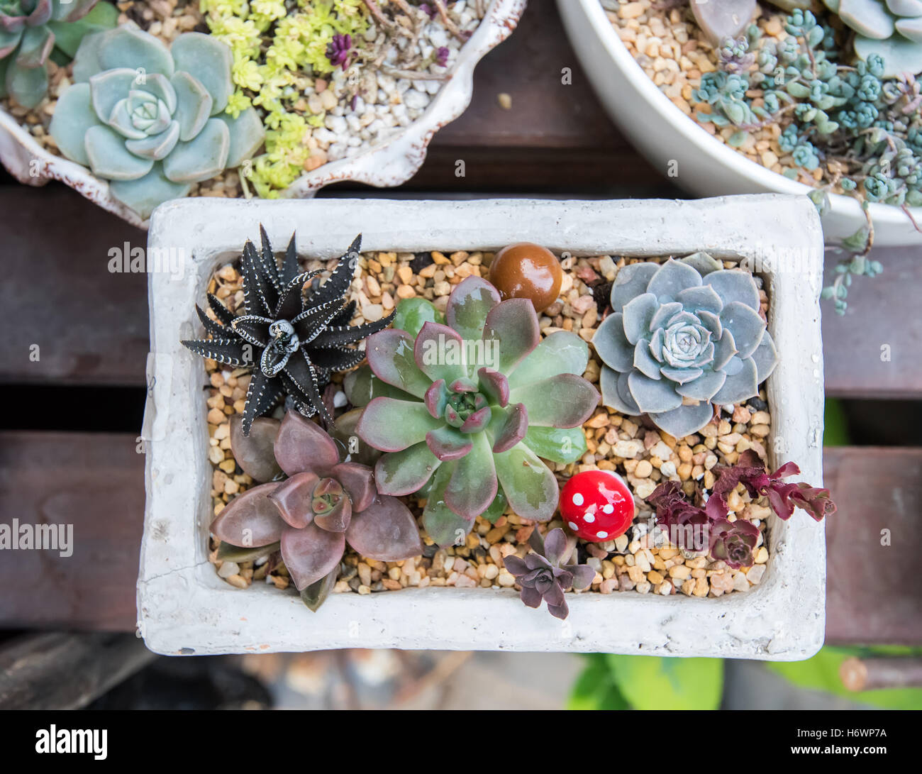 Miniature succulent plants Stock Photo - Alamy