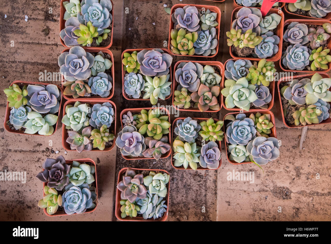 Miniature succulent plants Stock Photo - Alamy