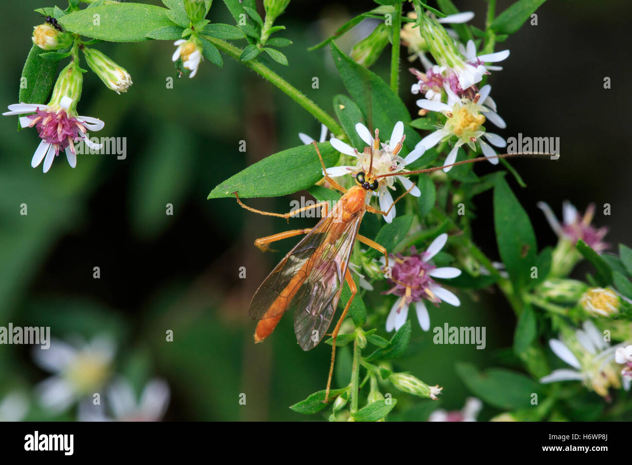 Ichneumon Wasp (Netelia sp Stock Photo - Alamy
